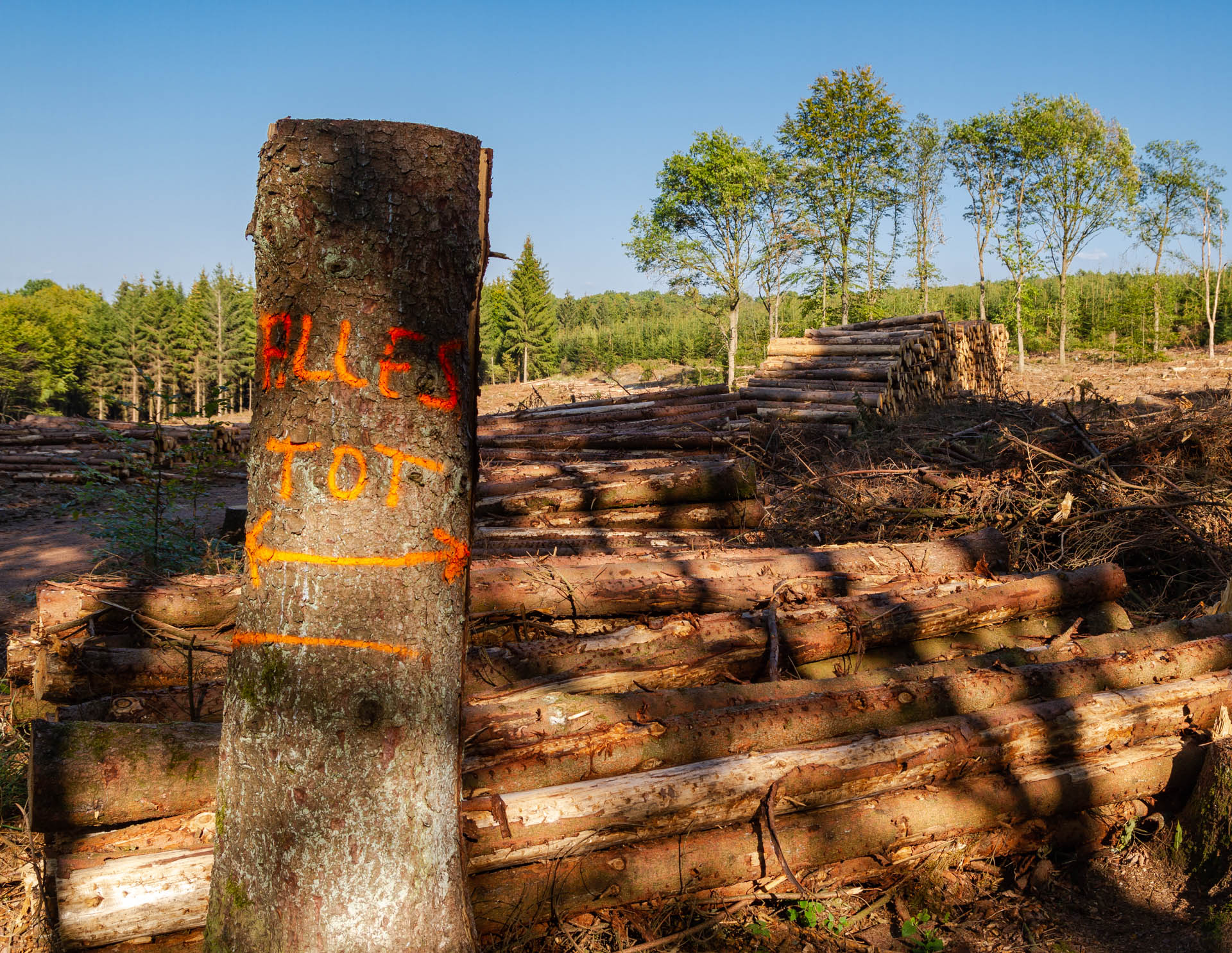 Eine Foto-Reportage über das Waldsterben im Siegerland – Frank ...
